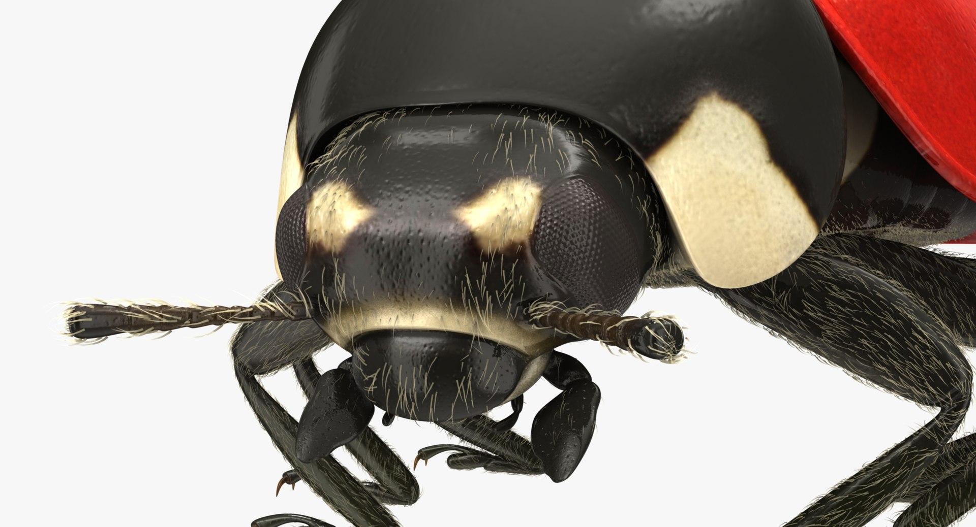 coccinella septempunctata seven-spotted ladybug 3d model