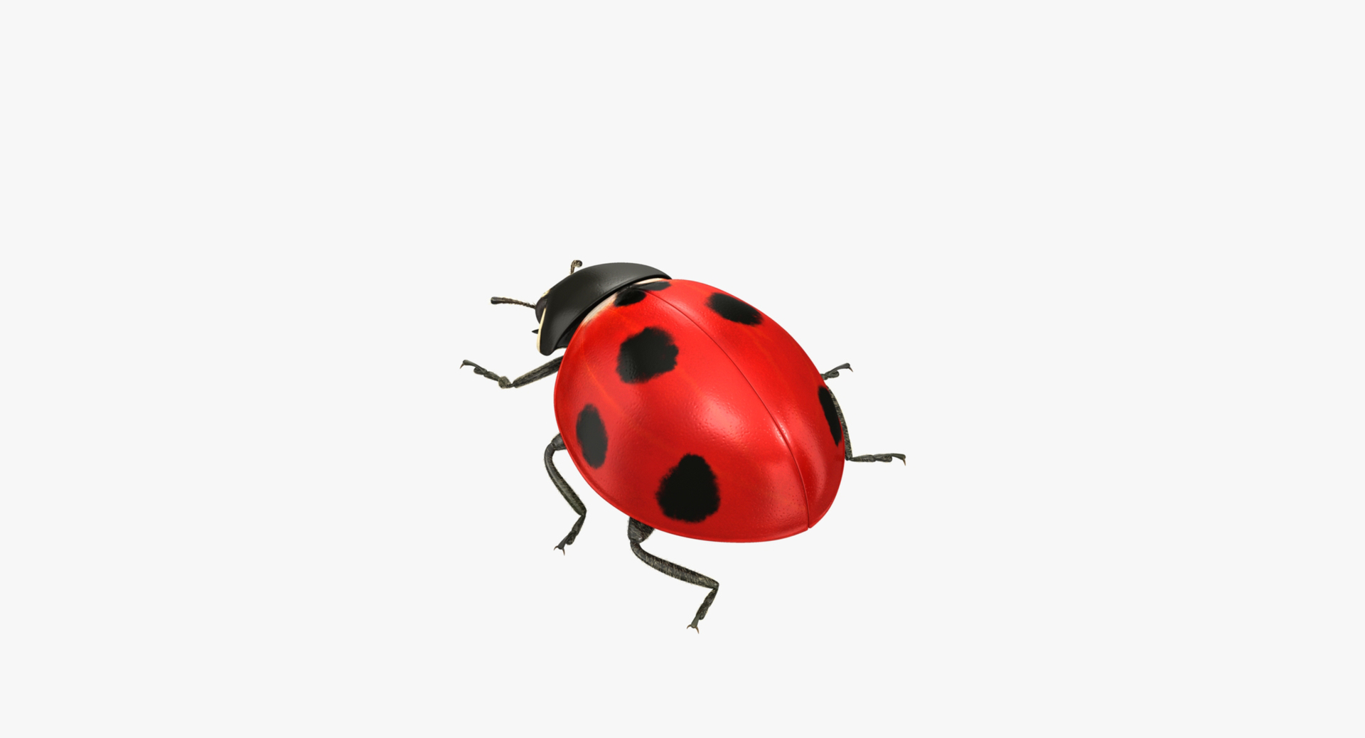 Coccinella Septempunctata Seven-spotted Ladybug 3d Model