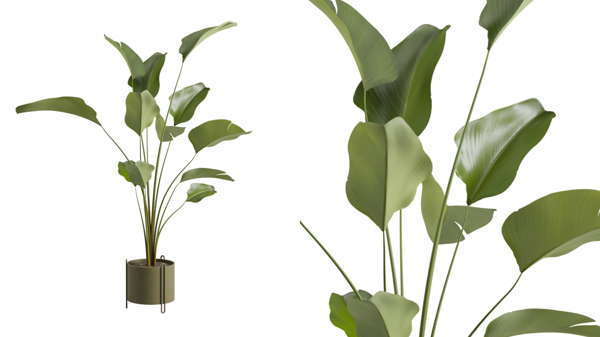 Potted Calathea Lutea 3D Model - TurboSquid 2036145