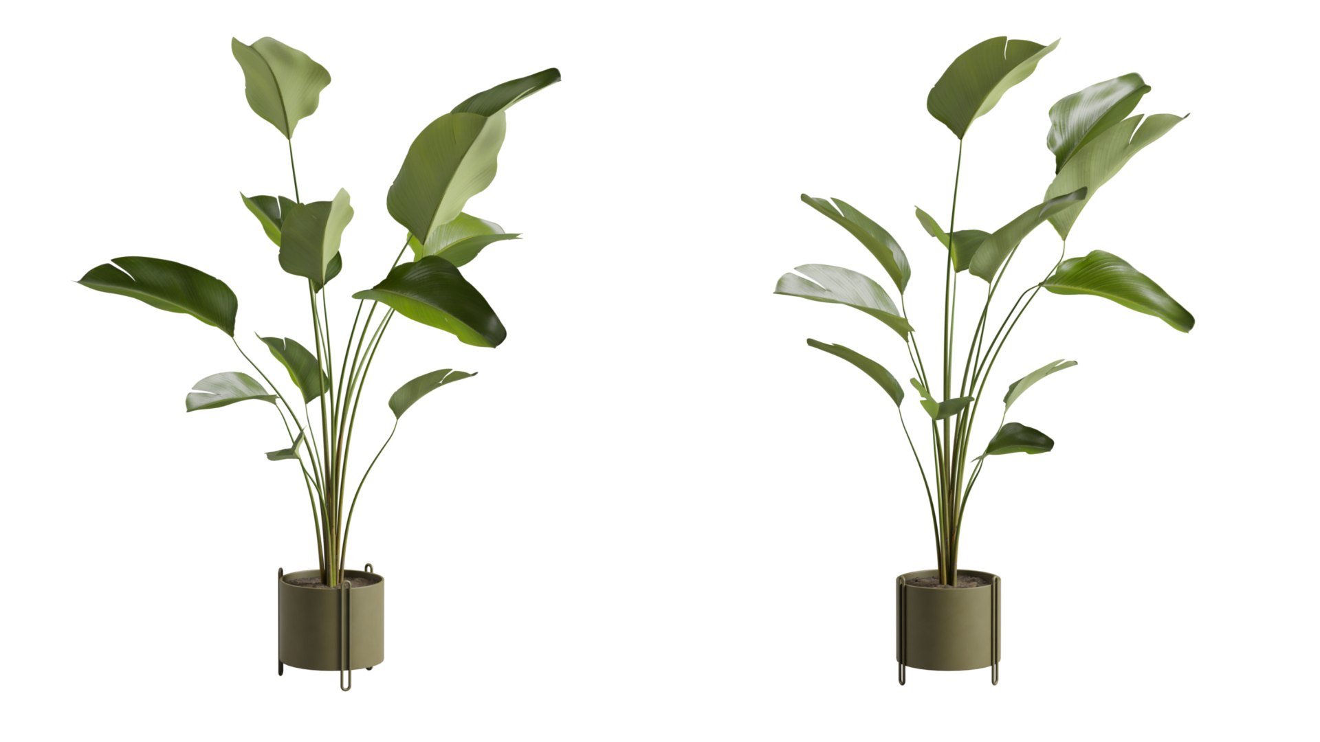 Potted Calathea Lutea 3D Model - TurboSquid 2036145