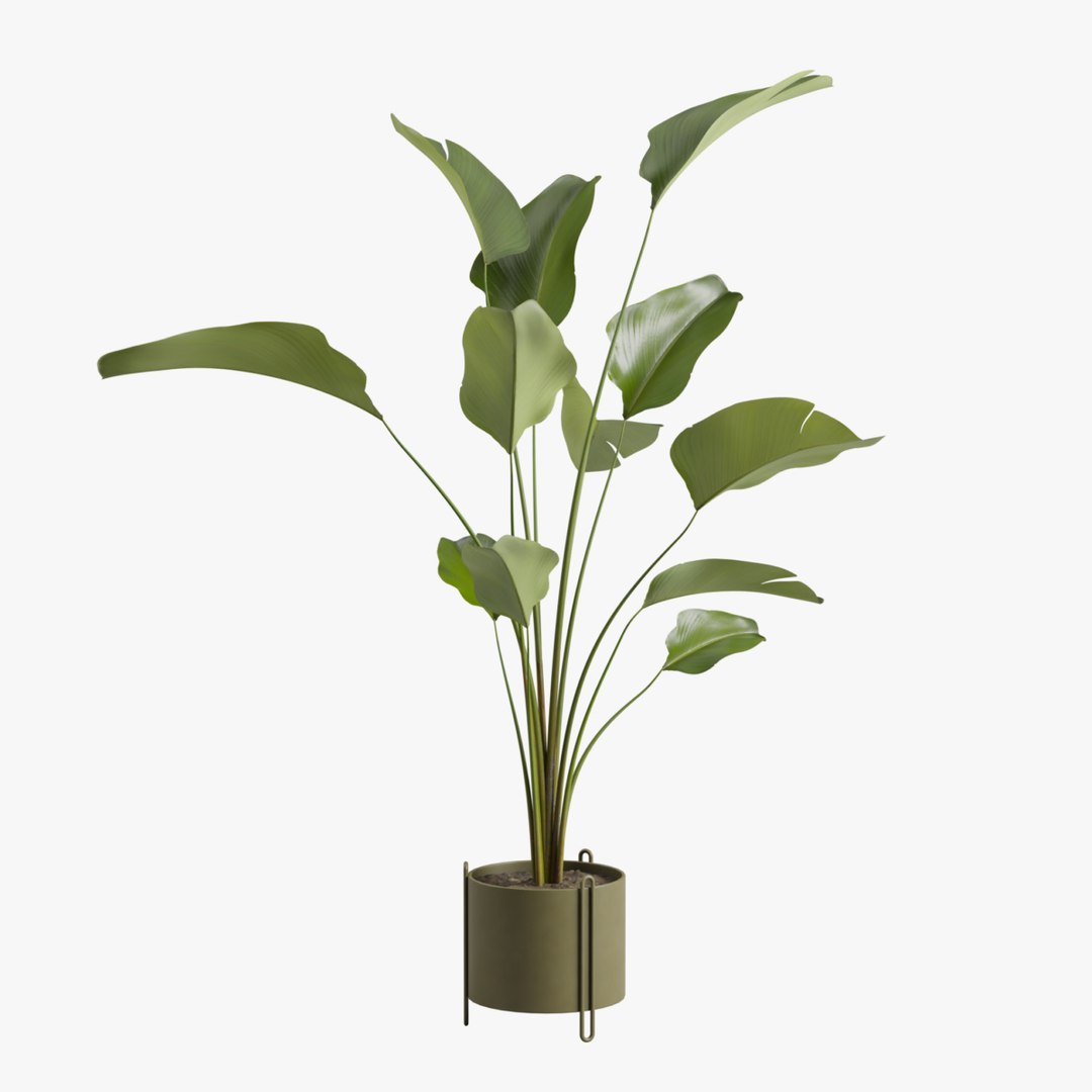 Potted Calathea Lutea 3D model - TurboSquid 2036145