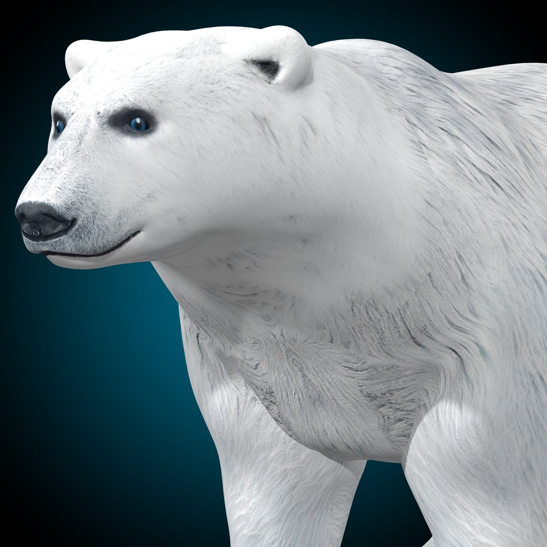 3D Model Polar Bear - TurboSquid 2061986