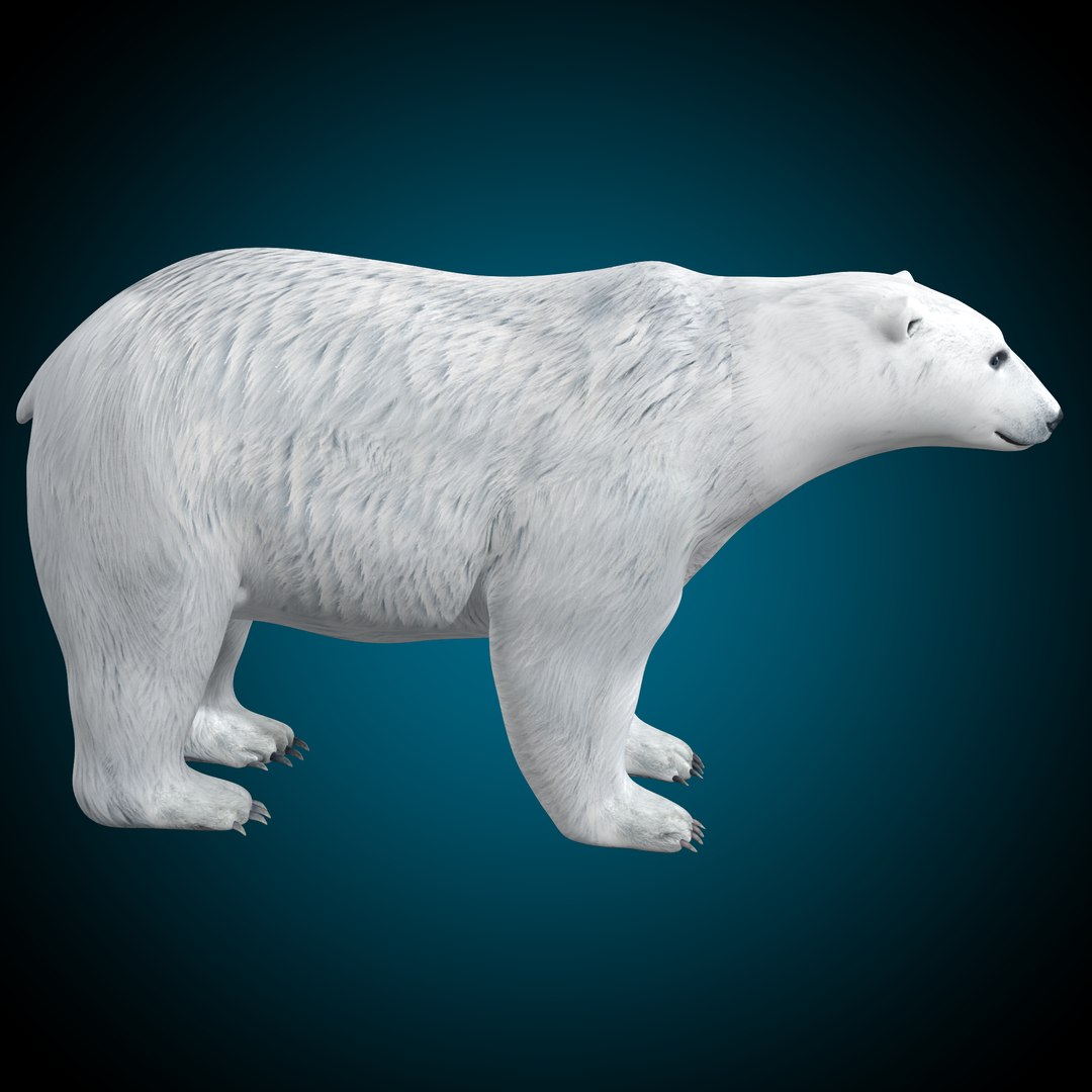 3D Model Polar Bear - TurboSquid 2061986