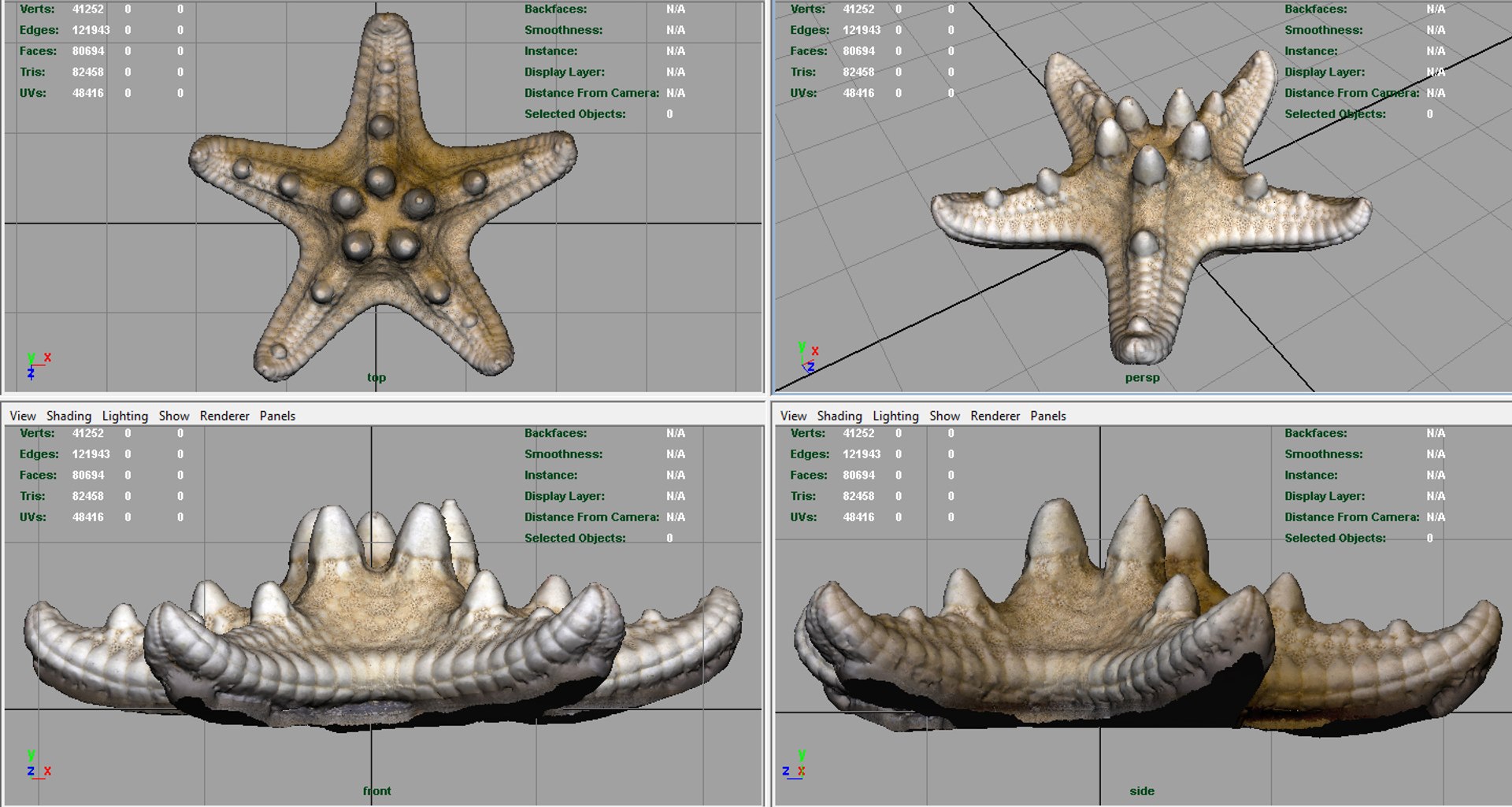 Starfish 3d Model