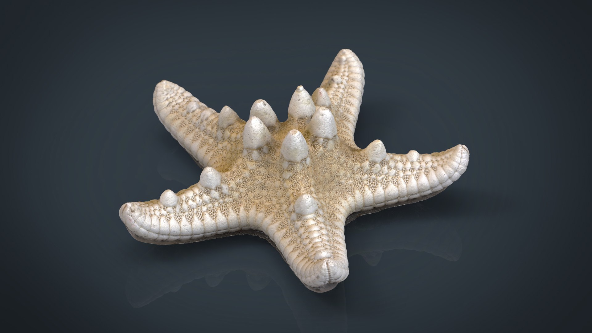 Starfish 3d Model