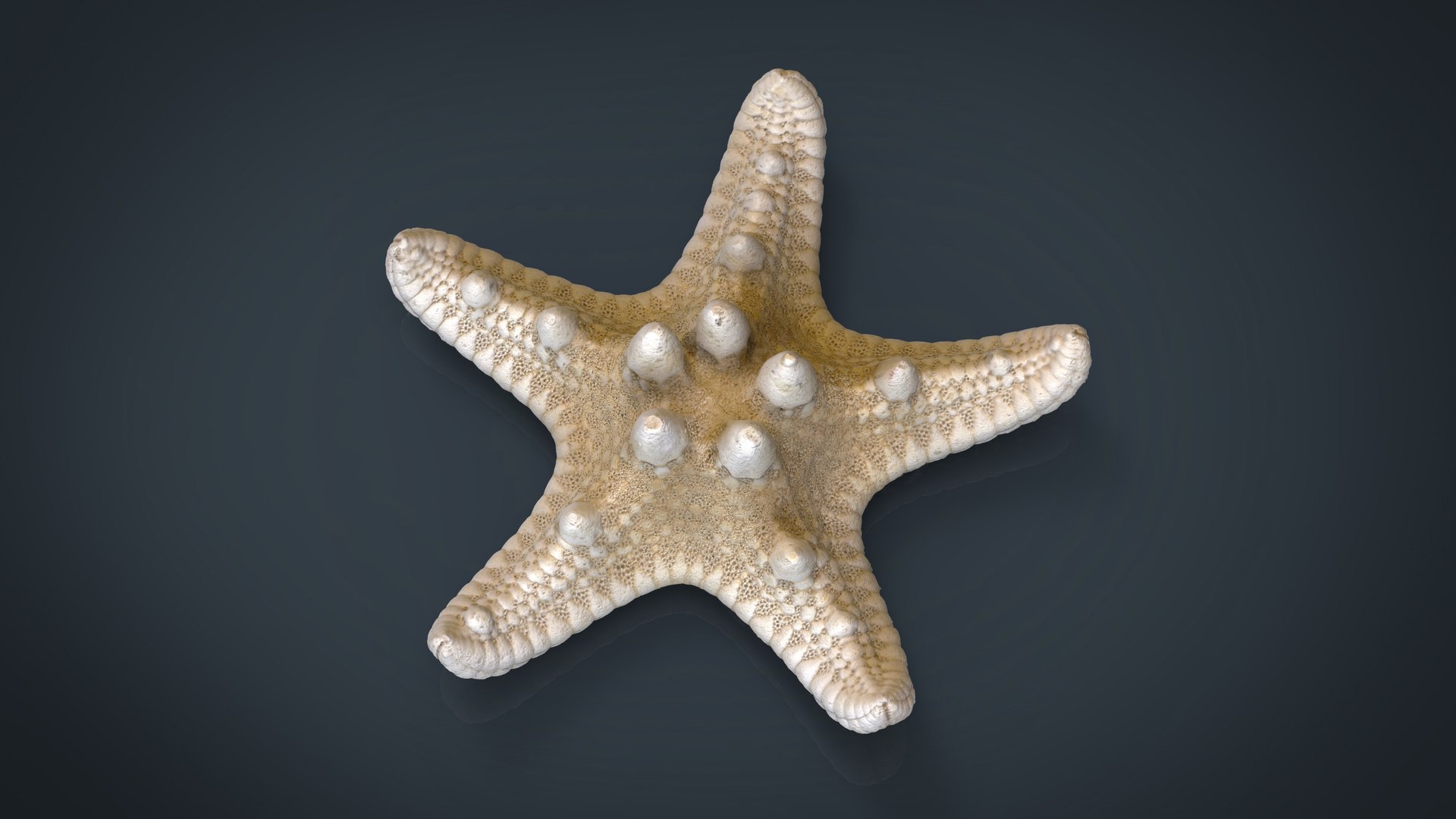 Starfish 3d Model