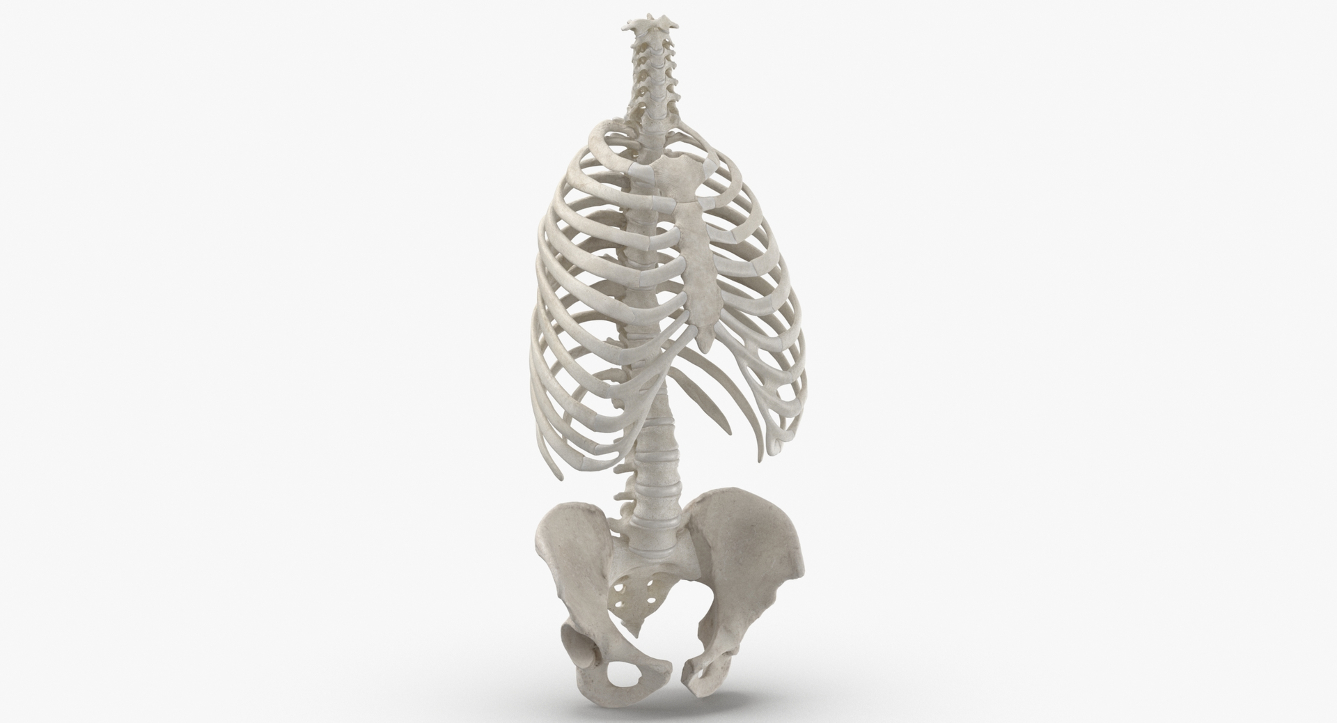 Human Rib Cage Spine and Female Pelvis Bones Anatomy With ...