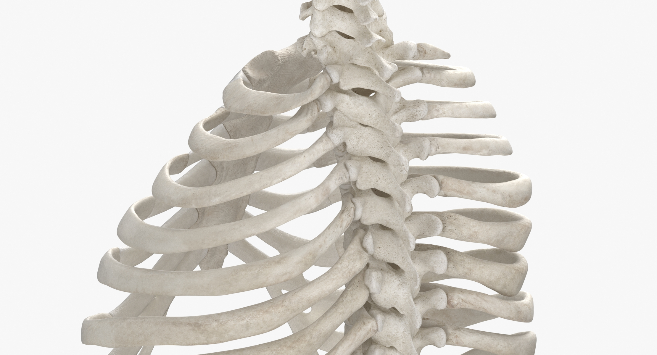 Human Rib Cage Spine and Female Pelvis Bones Anatomy With ...
