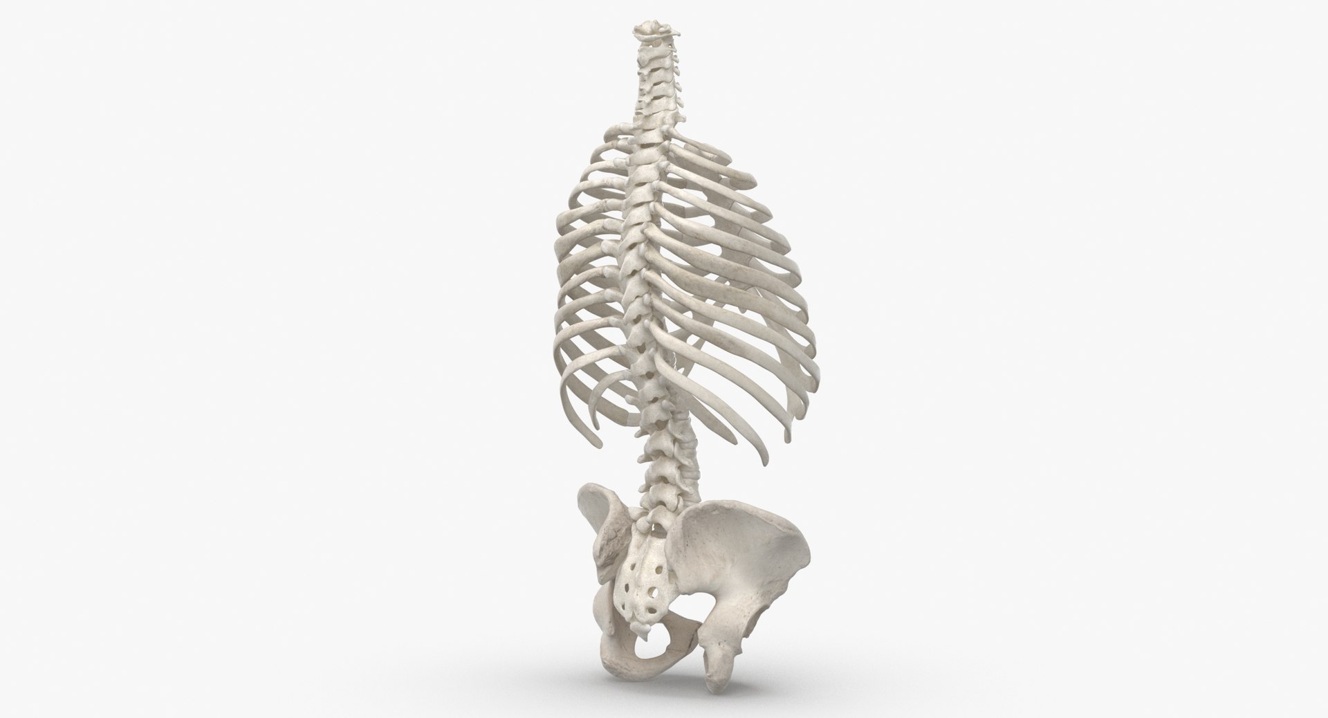Human Rib Cage Spine and Female Pelvis Bones Anatomy With ...