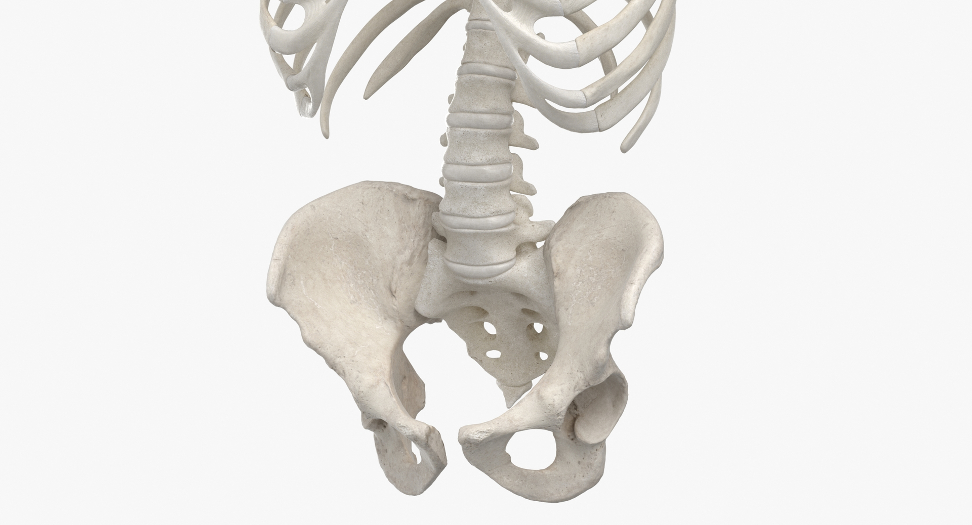Human Rib Cage Spine and Female Pelvis Bones Anatomy With ...