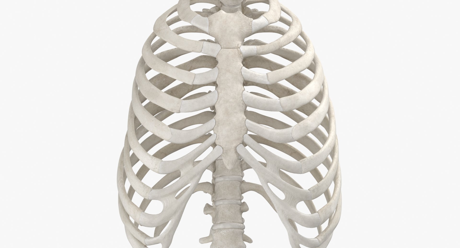 Human Rib Cage Spine and Female Pelvis Bones Anatomy With ...