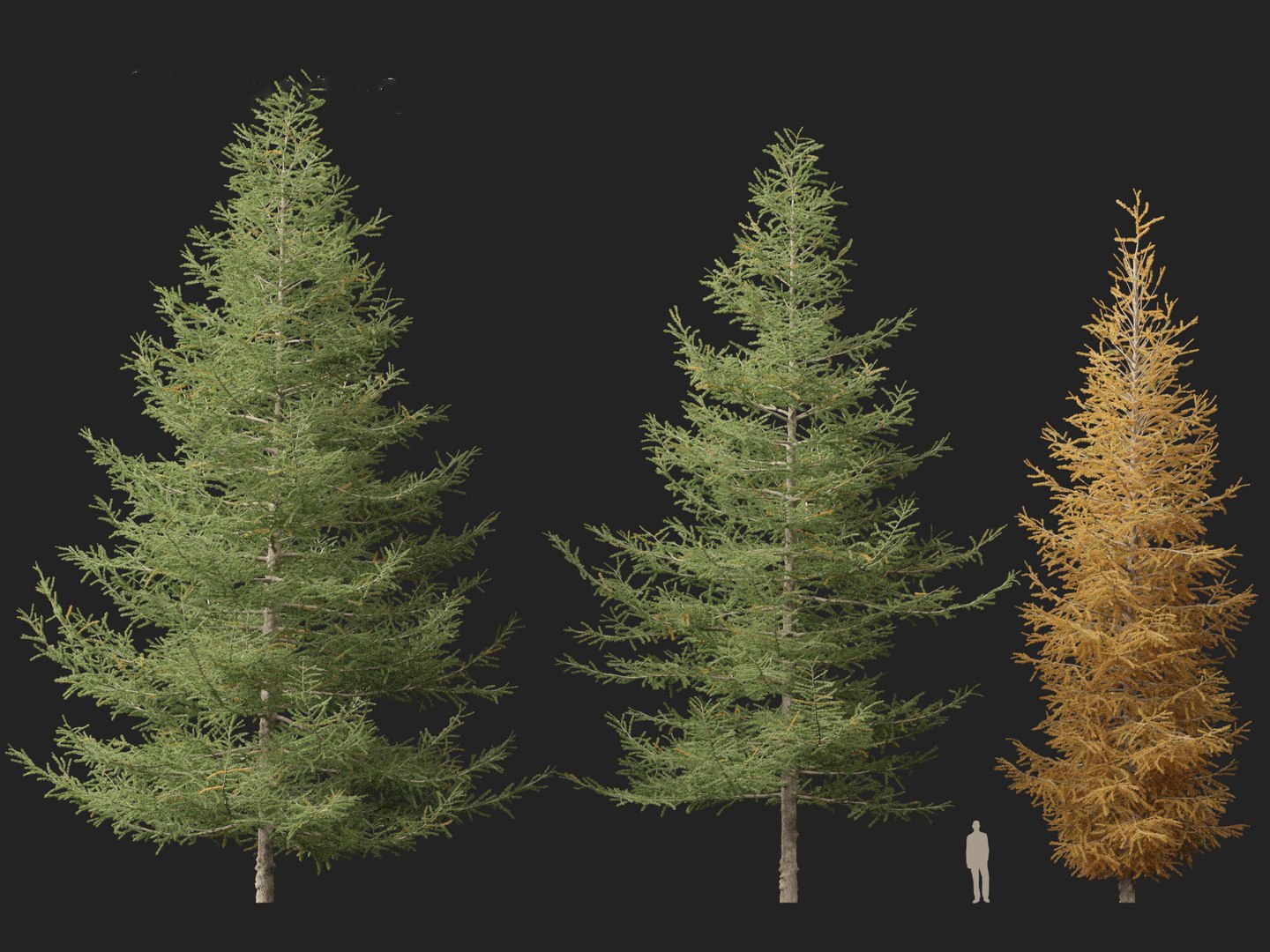 Larix Laricina - American Larch Model - TurboSquid 2170785