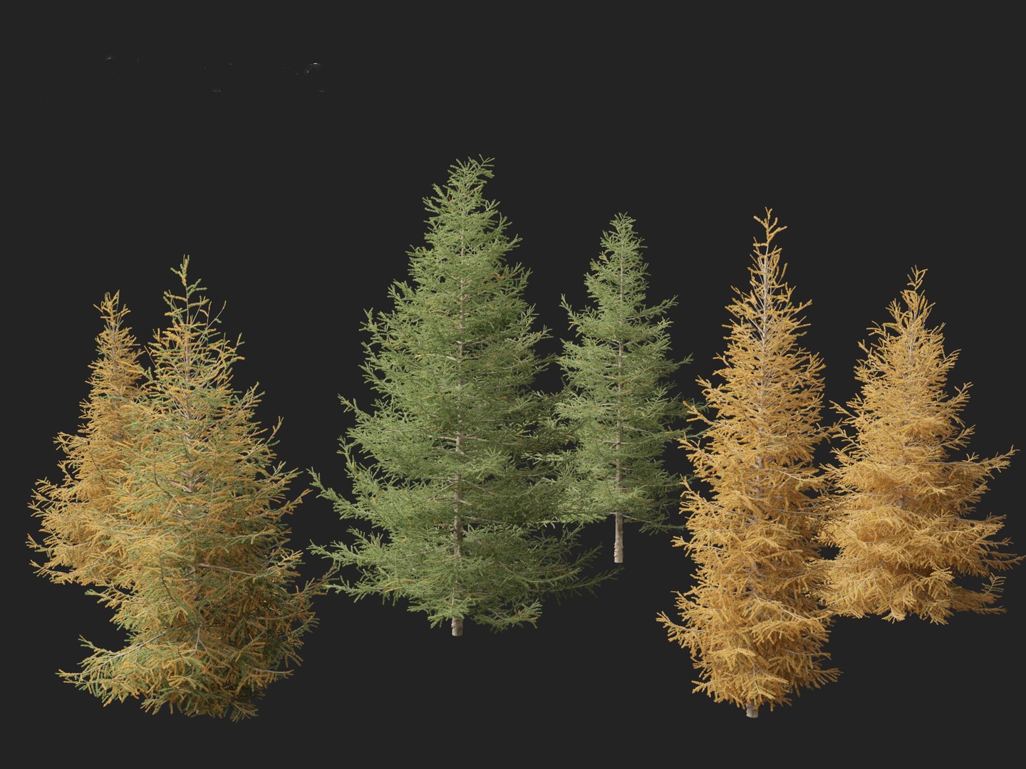 Larix Laricina - American Larch Model - TurboSquid 2170785