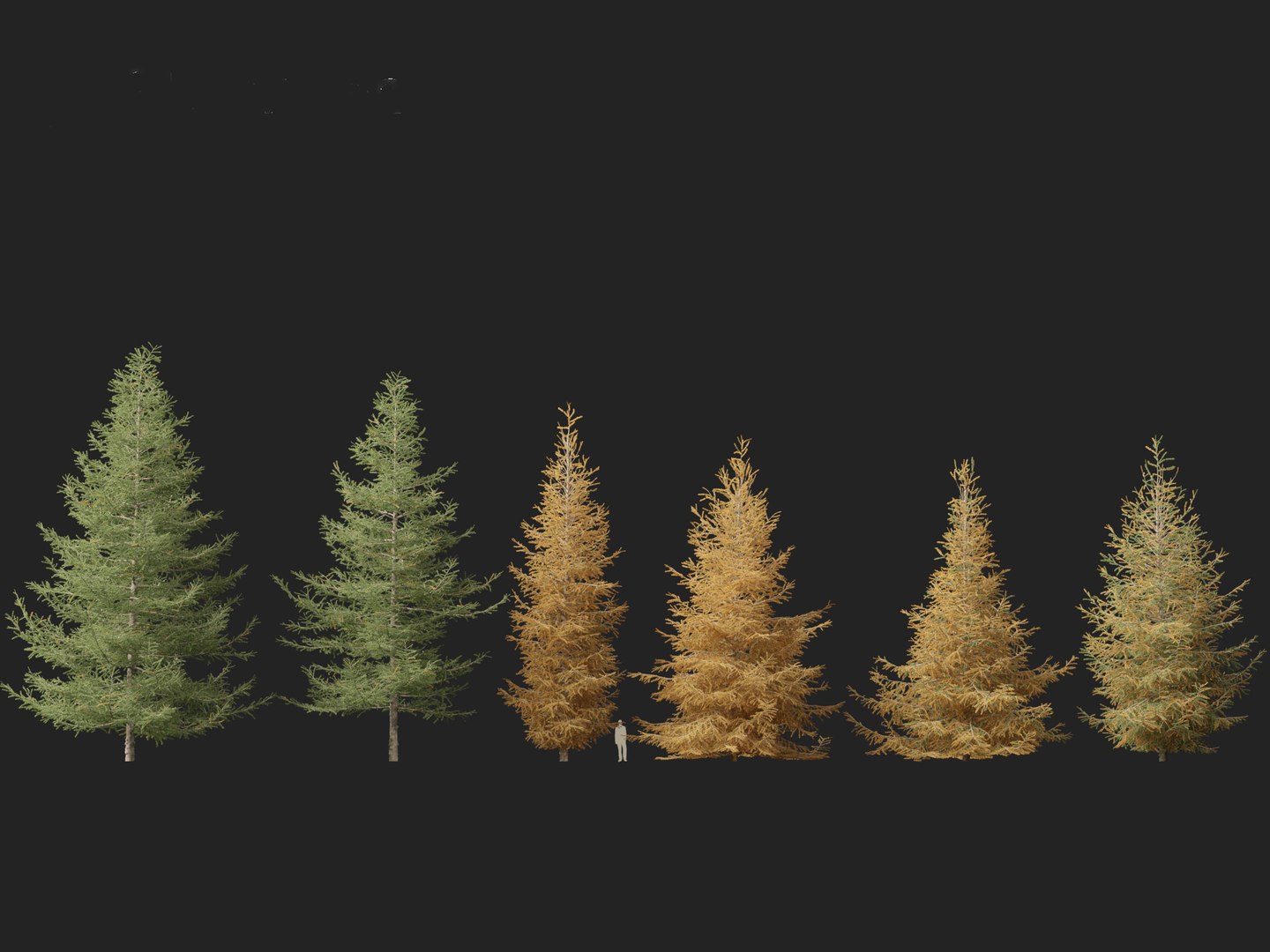 Larix Laricina - American Larch Model - TurboSquid 2170785