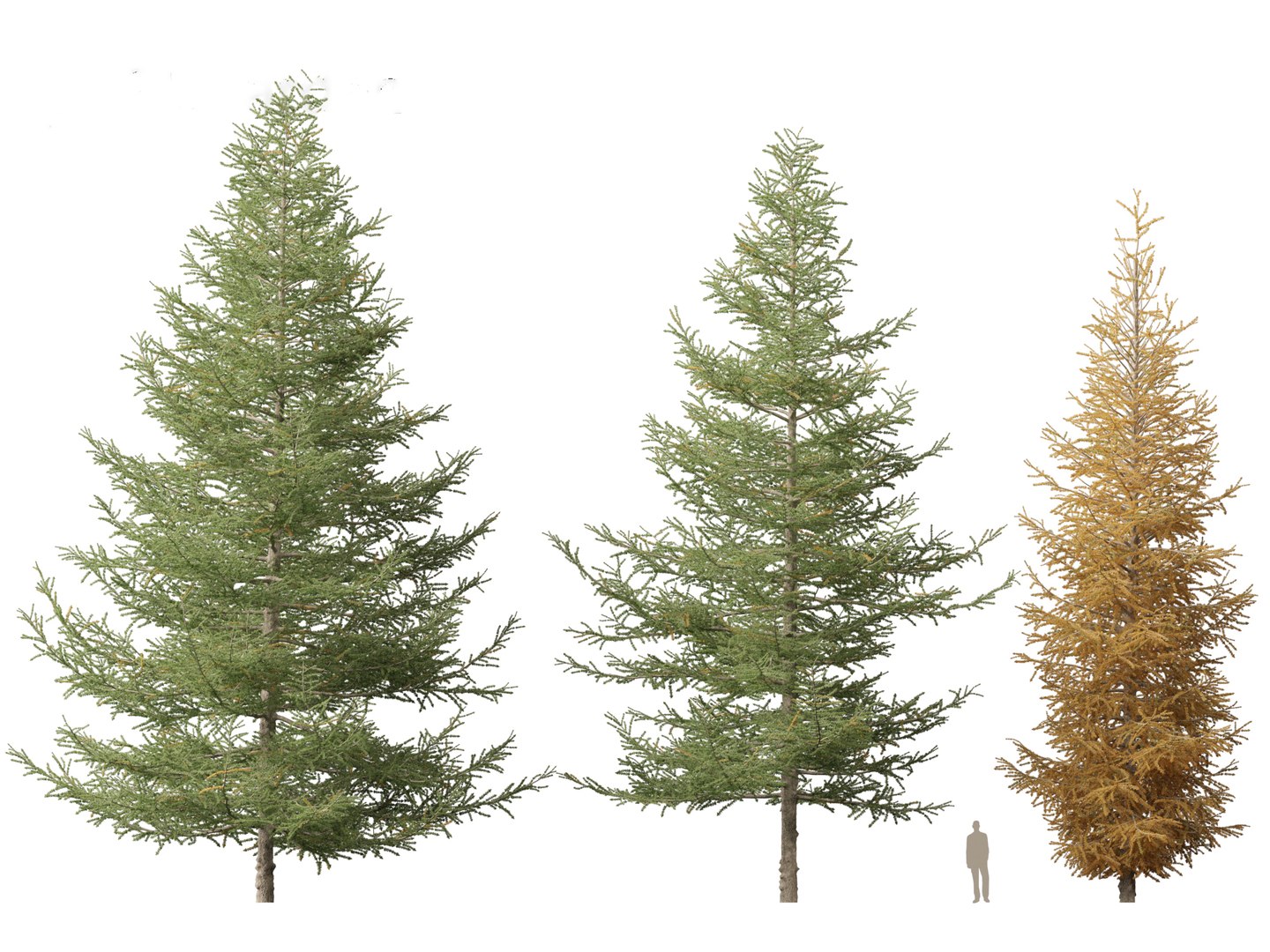 Larix Laricina - American Larch Model - TurboSquid 2170785