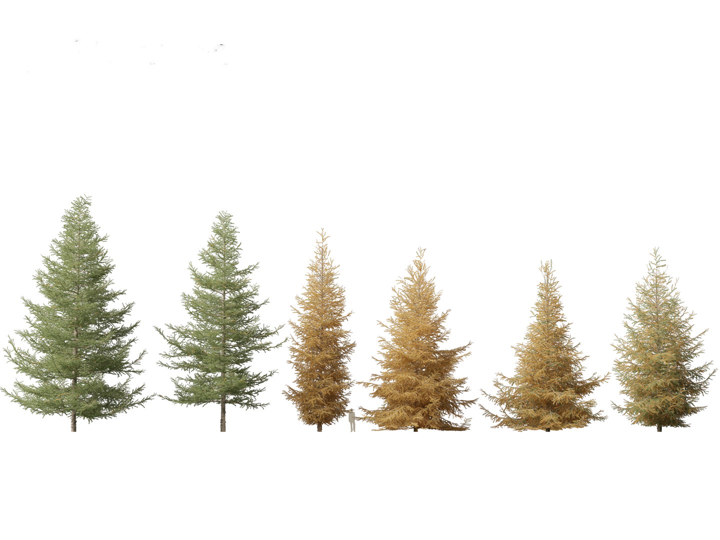 Larix Laricina - American Larch Model - TurboSquid 2170785