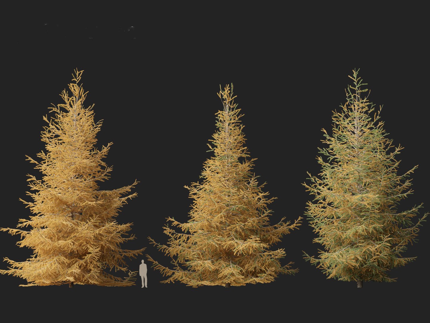 Larix laricina - American larch model - TurboSquid 2170785