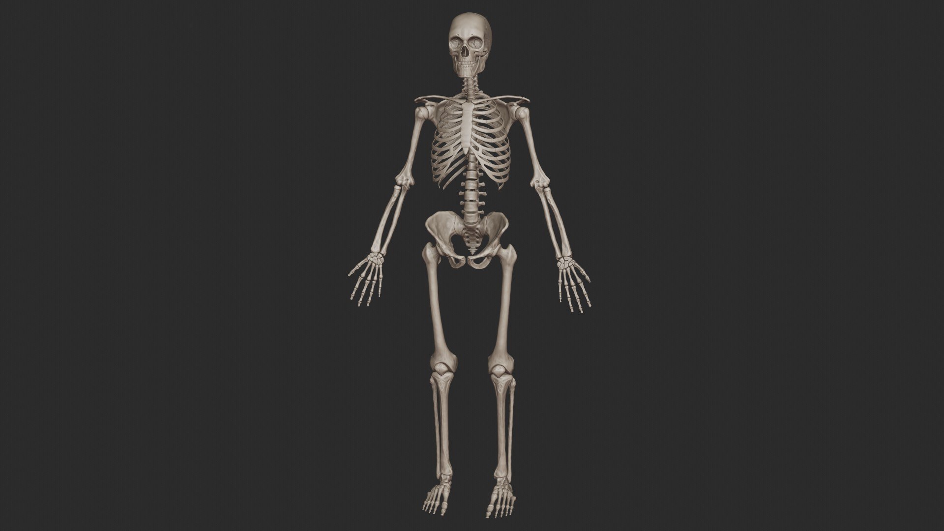3D skeletal science anatomy model - TurboSquid 1453600