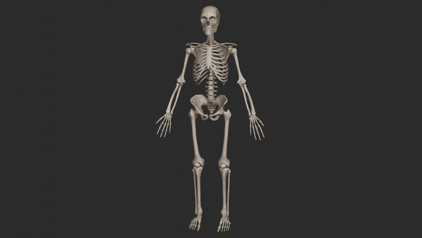 modelo 3d Sistema esquelético humano (modelo High Poly) - TurboSquid ...