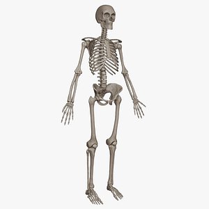 Download 3D Human Skeleton STL Models - TurboSquid