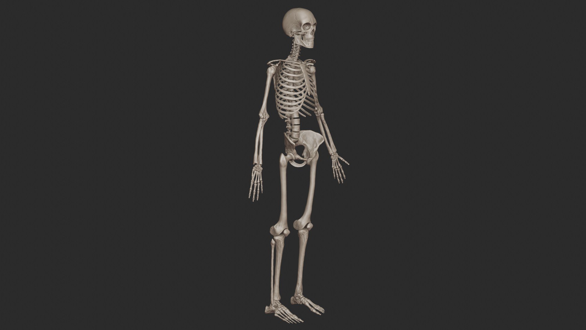 3D skeletal science anatomy model - TurboSquid 1453600