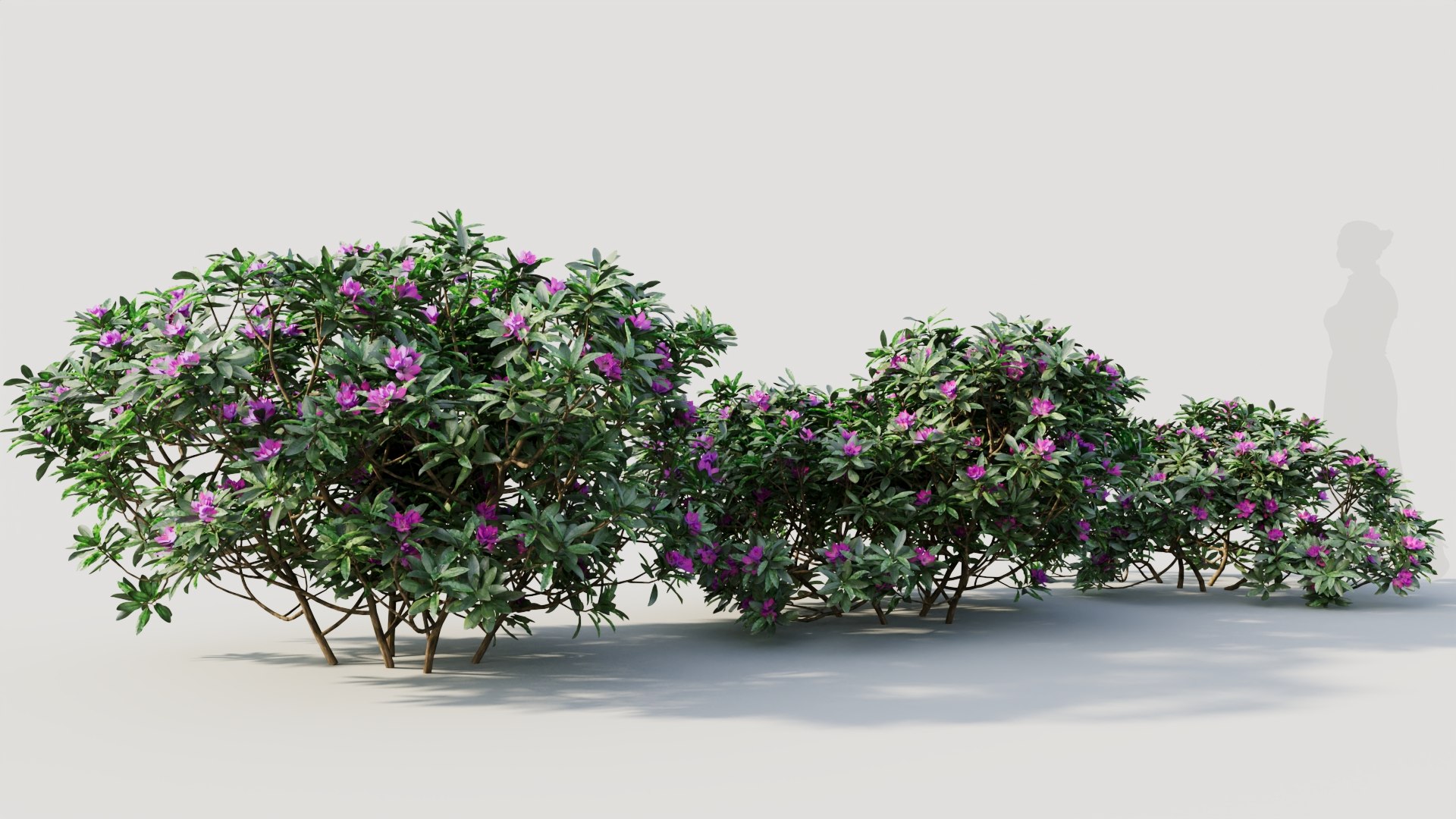 3D Model Rhododendron Ponticum A - TurboSquid 2195421