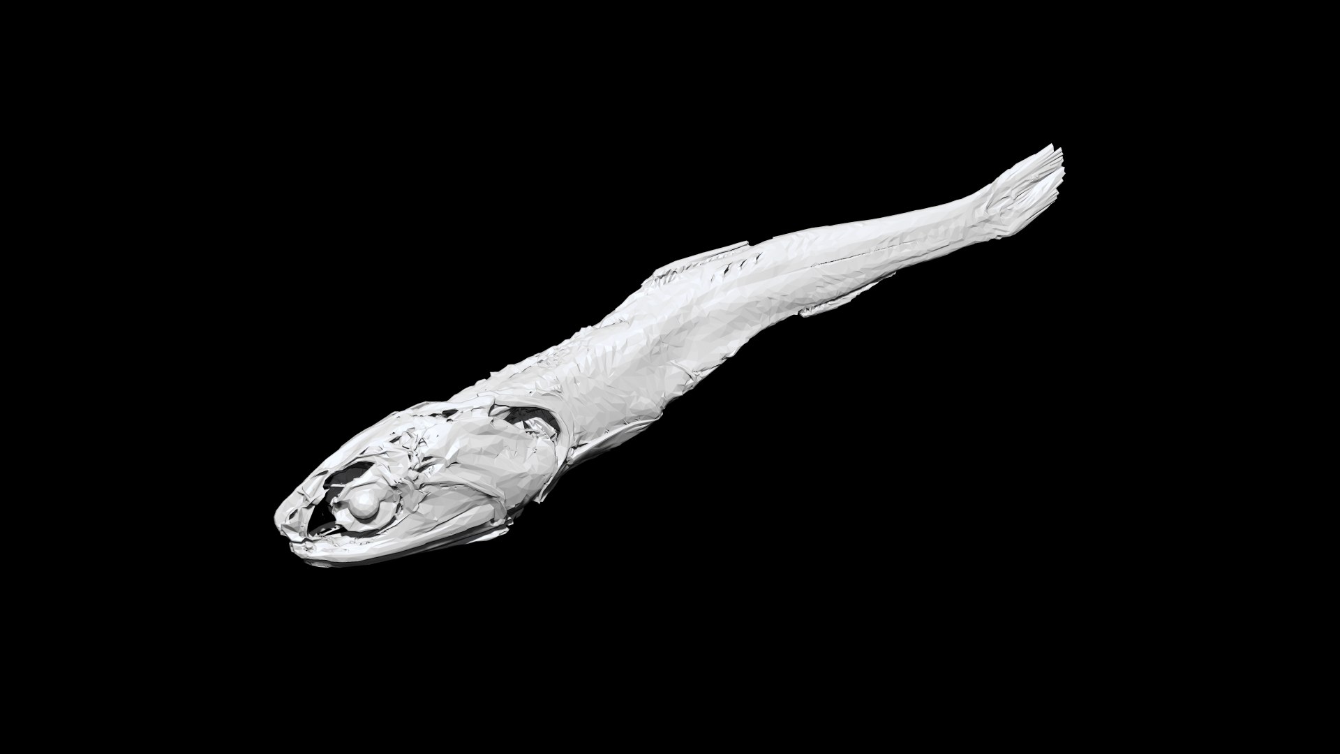 Niboshi Fish 1 3D CT Scan Model Low Poly 3D Model - TurboSquid 1831122