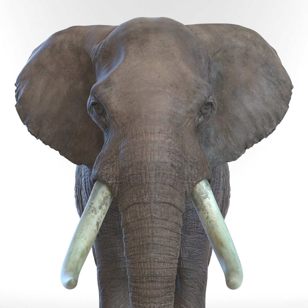 elephant realistic 3d 3ds