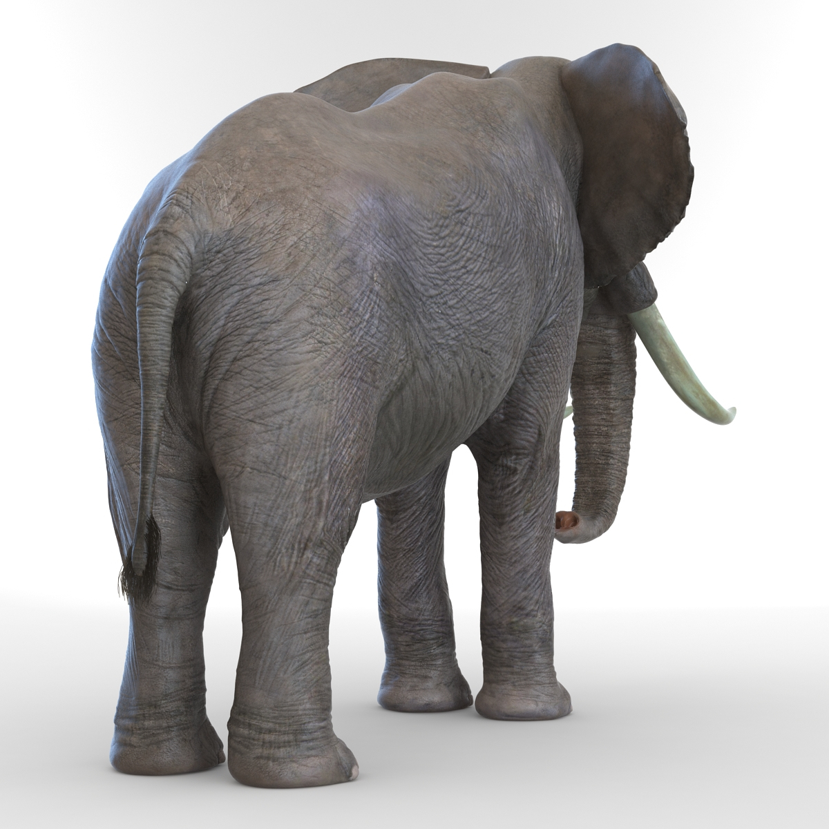 elephant realistic 3d 3ds