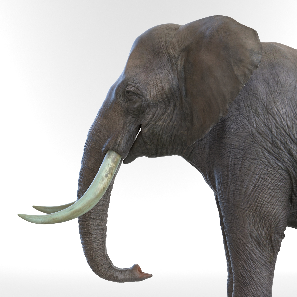 elephant realistic 3d 3ds