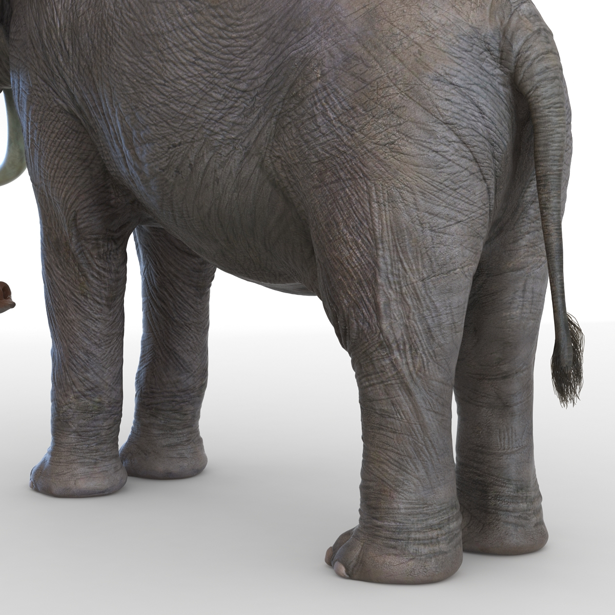 elephant realistic 3d 3ds