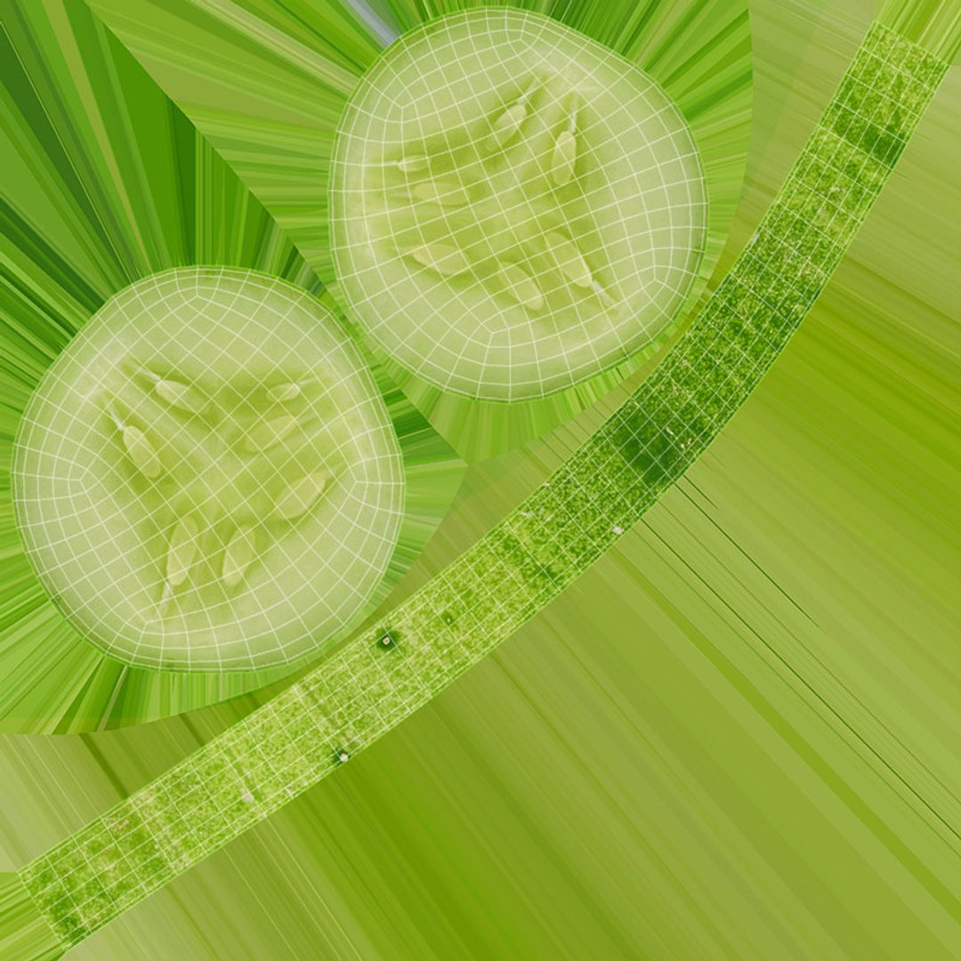 3D Cucumber Slice 02 Model - TurboSquid 2060868