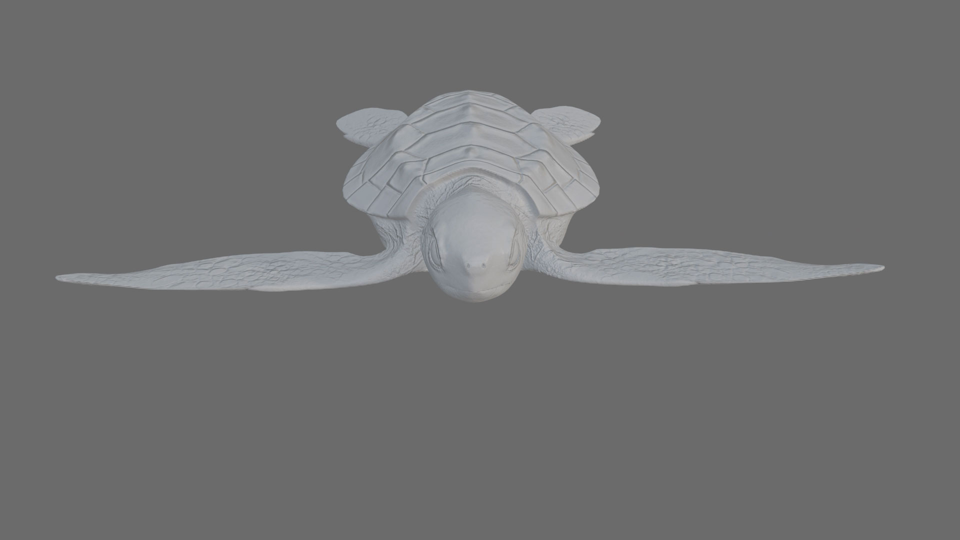Baby Turtle 3D - TurboSquid 2304327