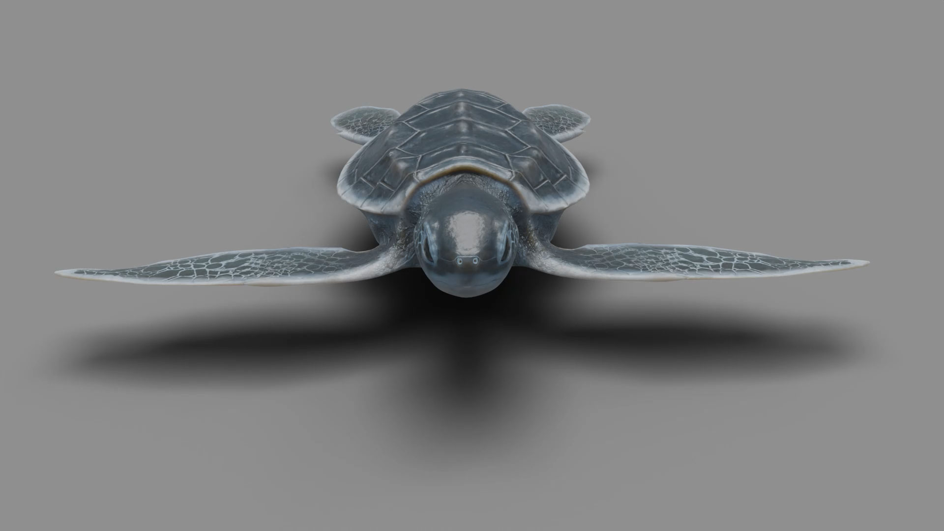 Baby Turtle 3D - TurboSquid 2304327