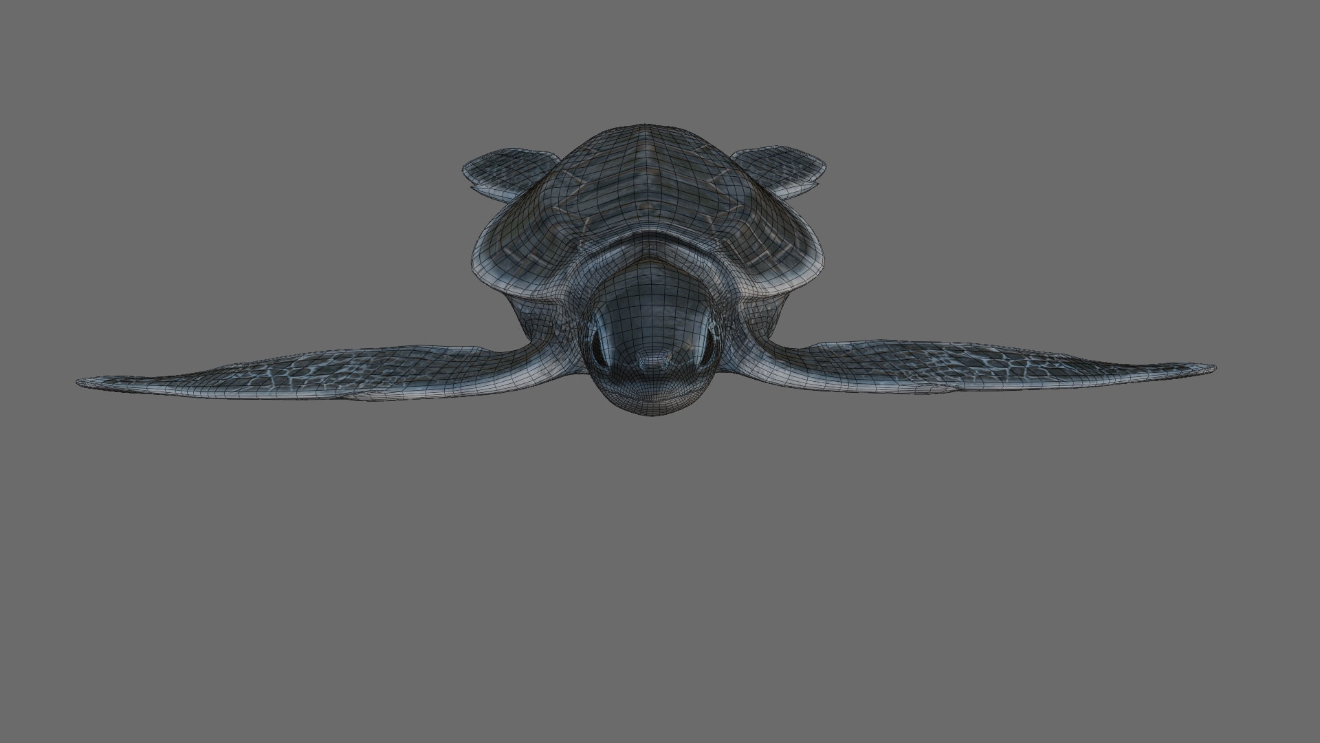 Baby Turtle 3D - TurboSquid 2304327