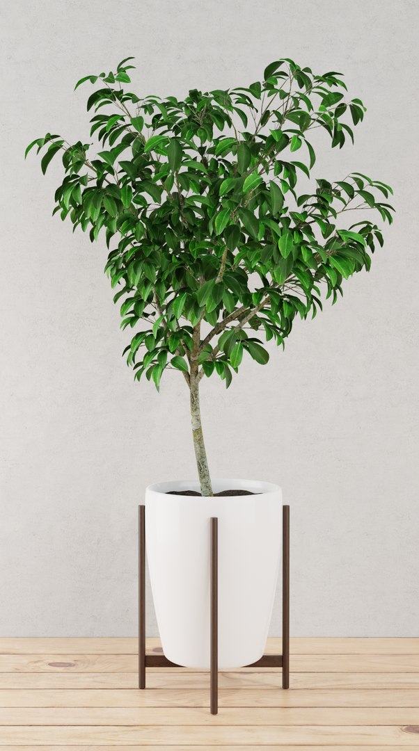 3D model tree plant pot - TurboSquid 1547677