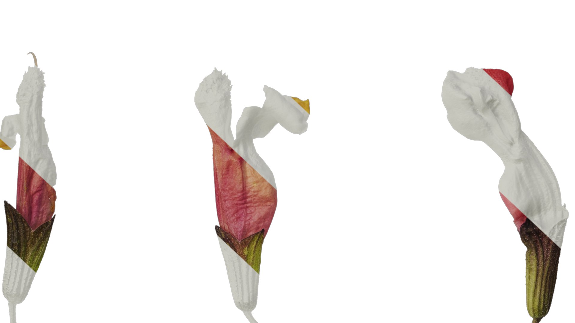 Anydrafts Salvia Jamensis Antonio Flower 01 Textures 3D Model ...