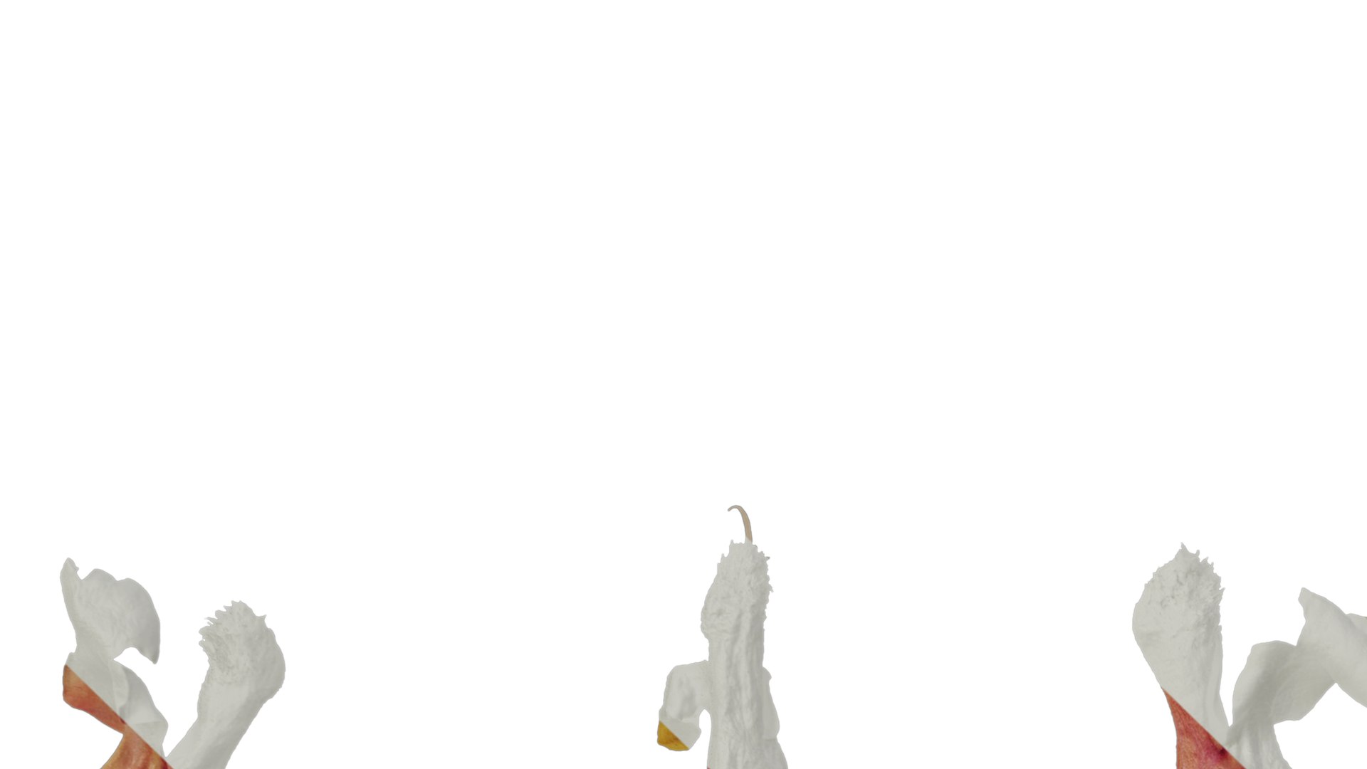 Anydrafts Salvia Jamensis Antonio Flower 01 Textures 3D Model ...