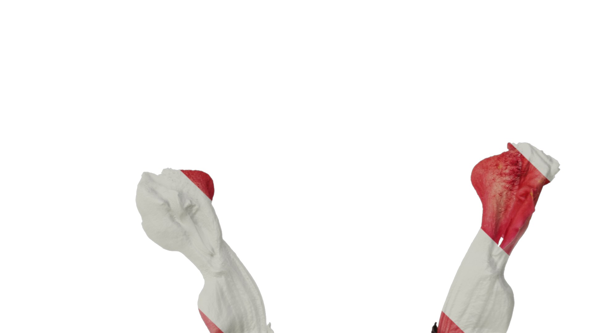 Anydrafts Salvia Jamensis Antonio Flower 01 Textures 3D Model ...