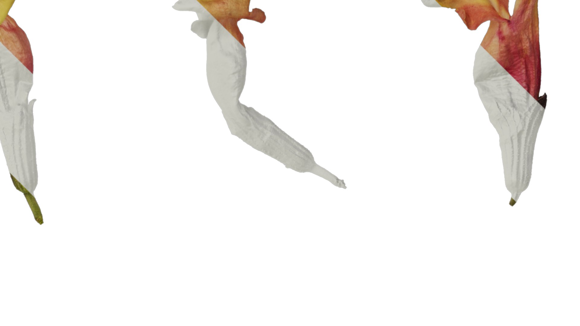 Anydrafts Salvia Jamensis Antonio Flower 01 Textures 3D Model ...