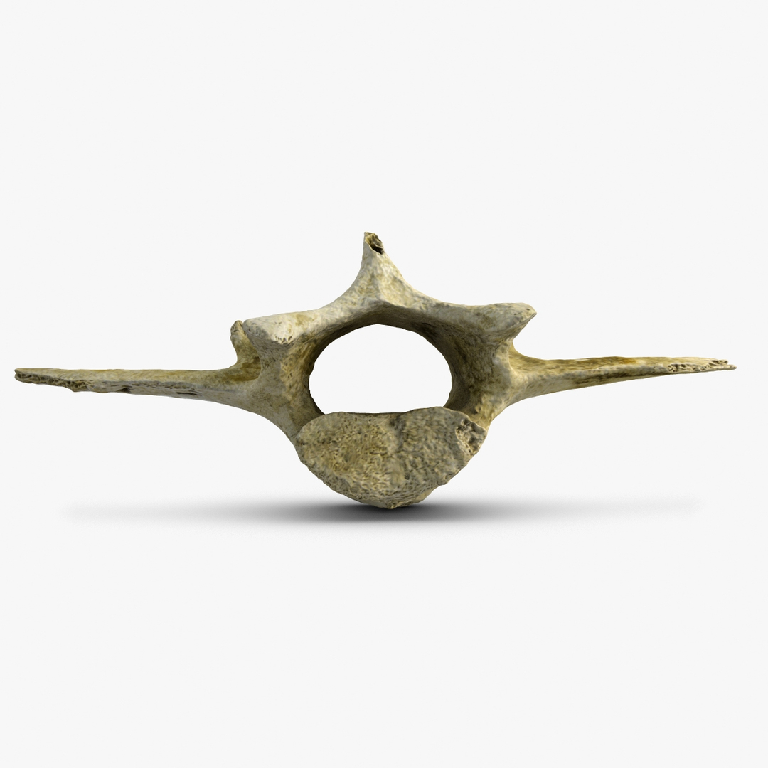 Vertebra Bone Spine 3d Model