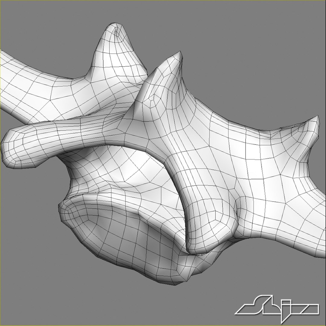 Vertebra Bone Spine 3d Model