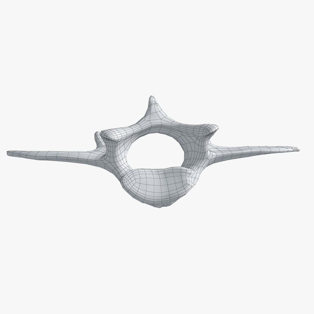 Vertebra Bone Spine 3d Model