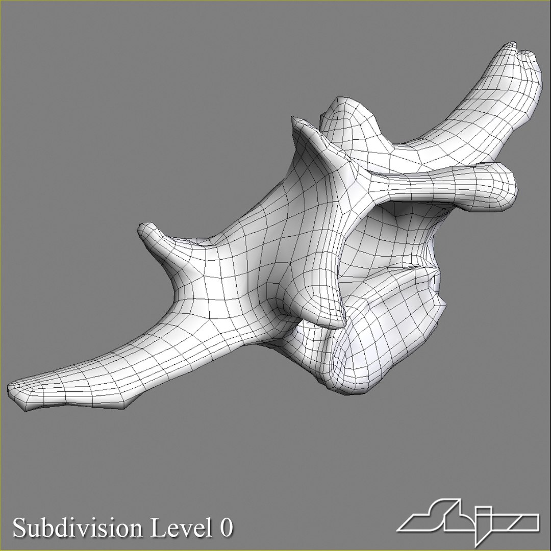 Vertebra Bone Spine 3d Model