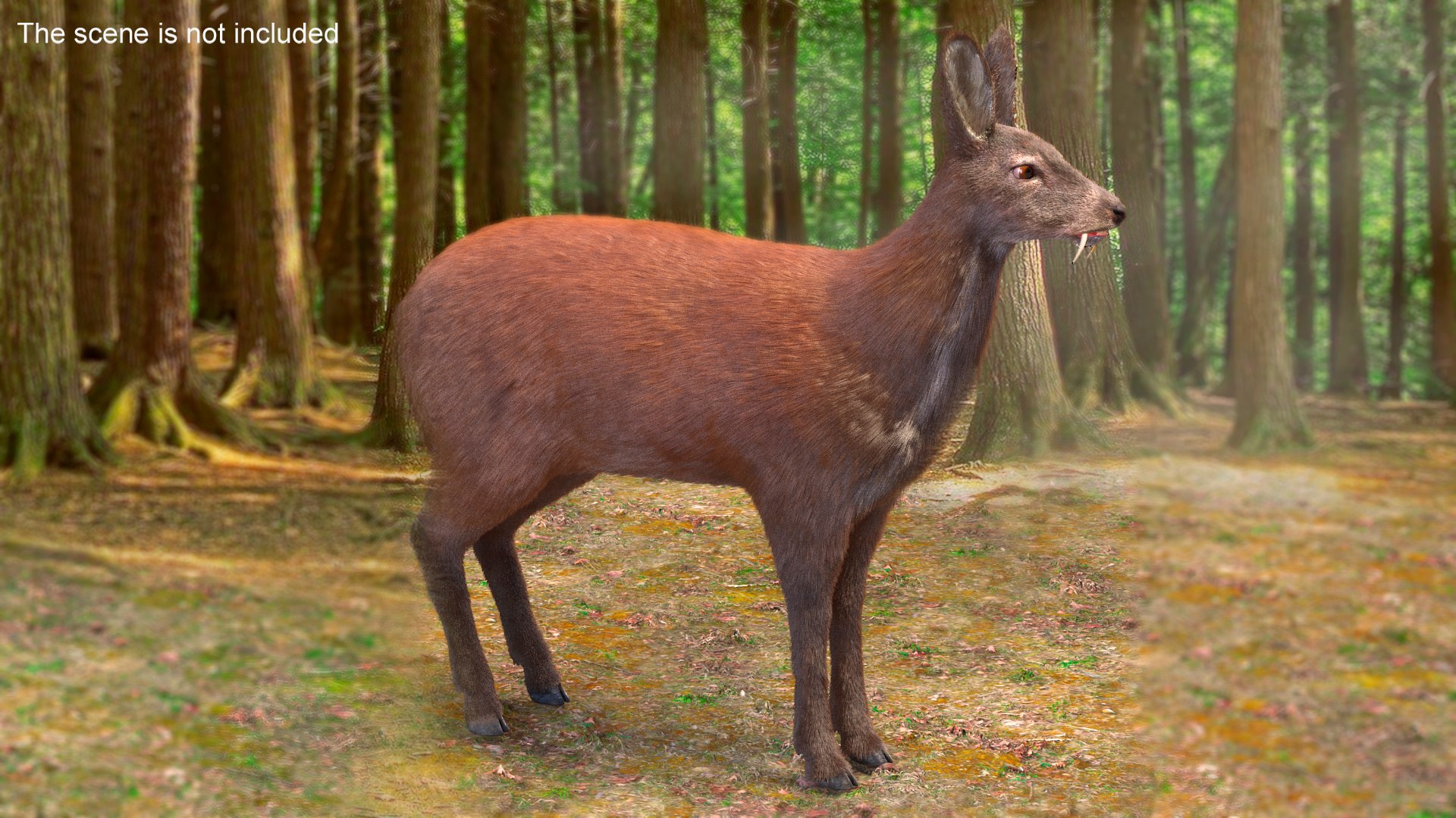 3D Siberian Musk Deer Fur - TurboSquid 2180766
