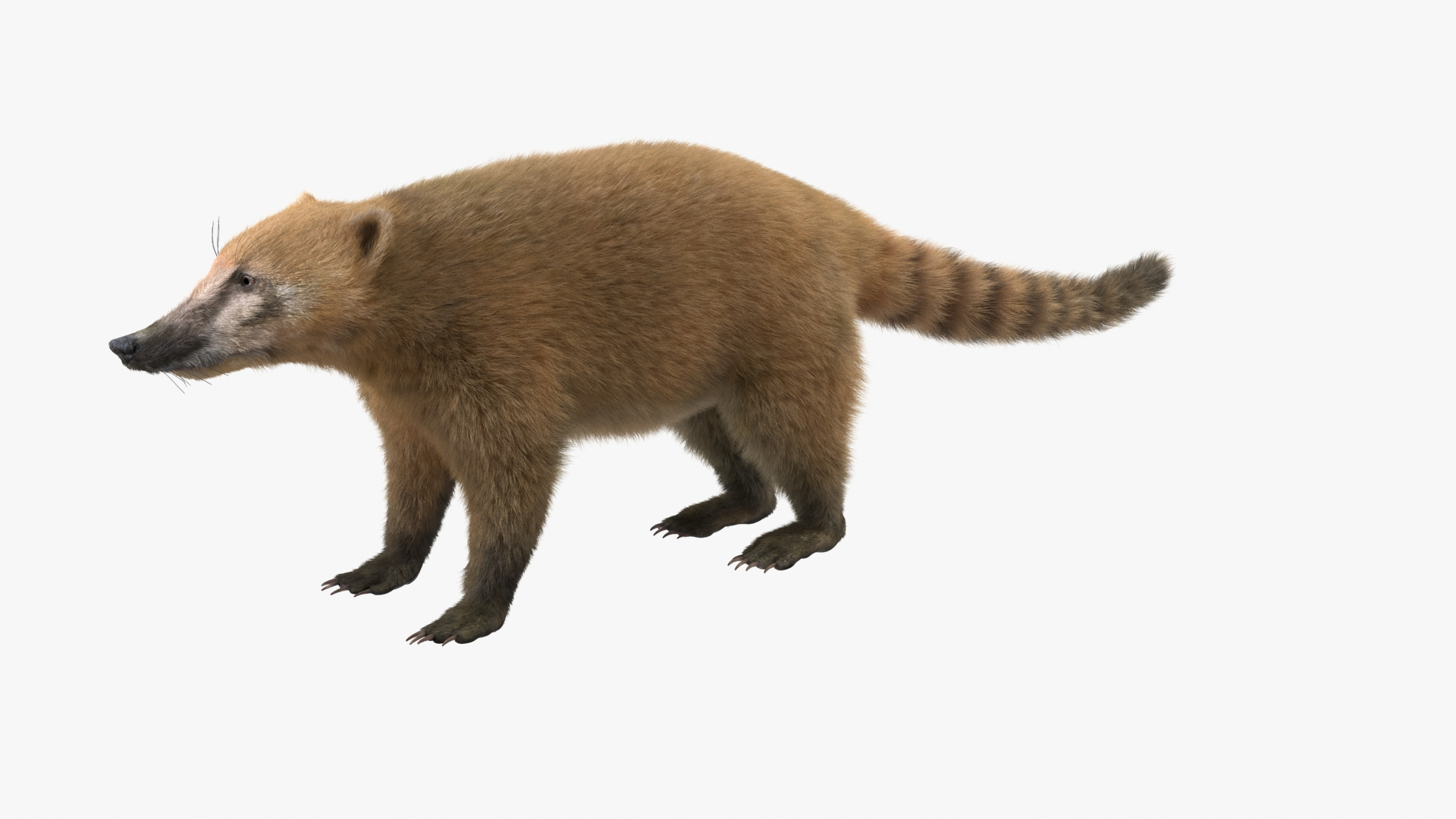 Nasua Nasua Fur Rigged 3D Model - TurboSquid 2195793