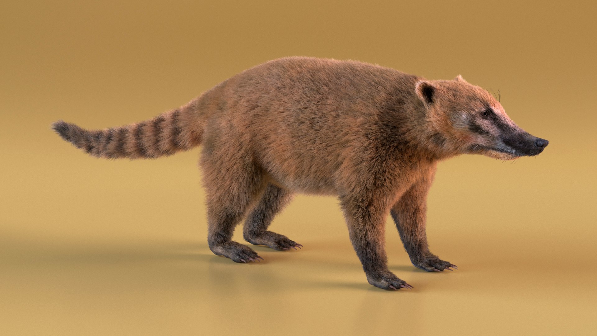 Nasua Nasua Fur Rigged 3D Model - TurboSquid 2195793