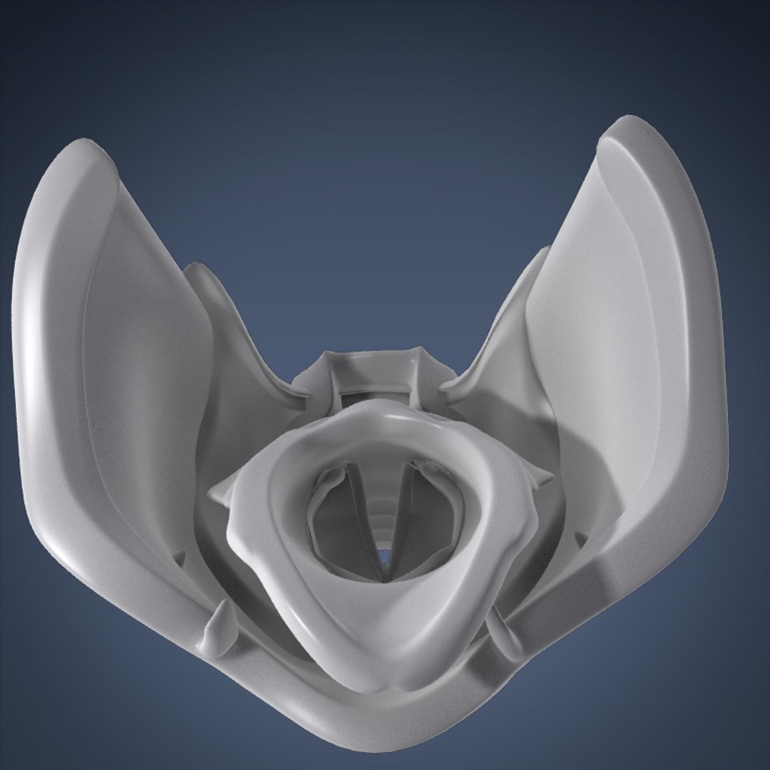 Human Larynx Animation 3d Model