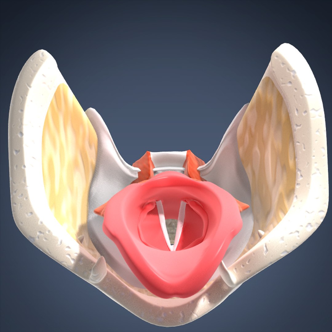 Human Larynx Animation 3d Model