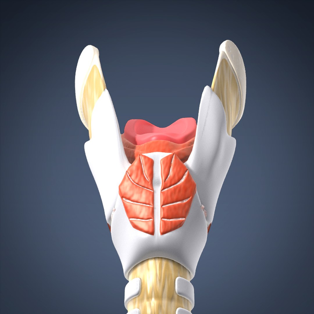 Human Larynx Animation 3d Model